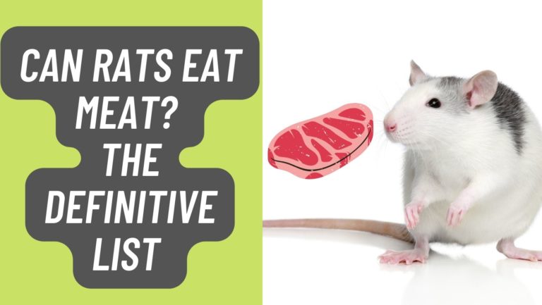 Can Rats Eat Meat? The Definitive List in 2023 – Basic Rodents Can Rats Eat Meat? The Definitive List in 2023 – Basic Rodents